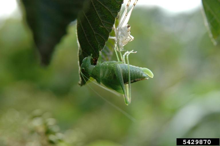 katydid (Family Tettigoniidae)