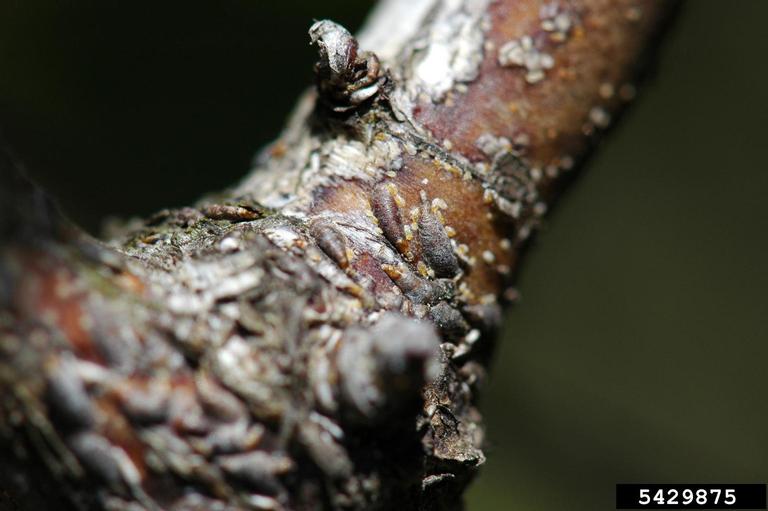 oystershell scale (Lepidosaphes ulmi (Linnaeus))