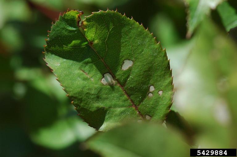bristly roseslug (Cladius difformis (Panzer))