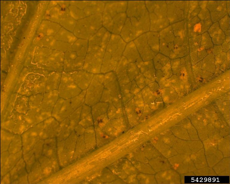 twospotted spider mite (Tetranychus urticae Koch)