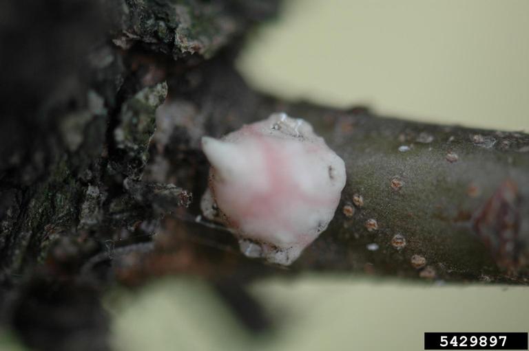 wax scales (Genus Ceroplastes)