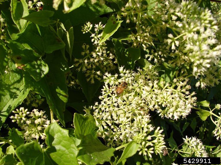 mile-a-minute (Mikania micrantha Kunth)