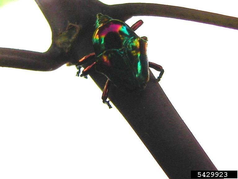 weevil (Eurhinus festivus magnificus (Gyllenhal, 1836))