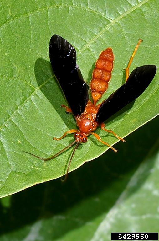 Ichneumonid wasp (Trogus pennator)