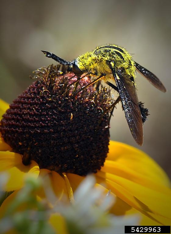 hunchback bee fly (Lepidophora lutea Painter, 1962)