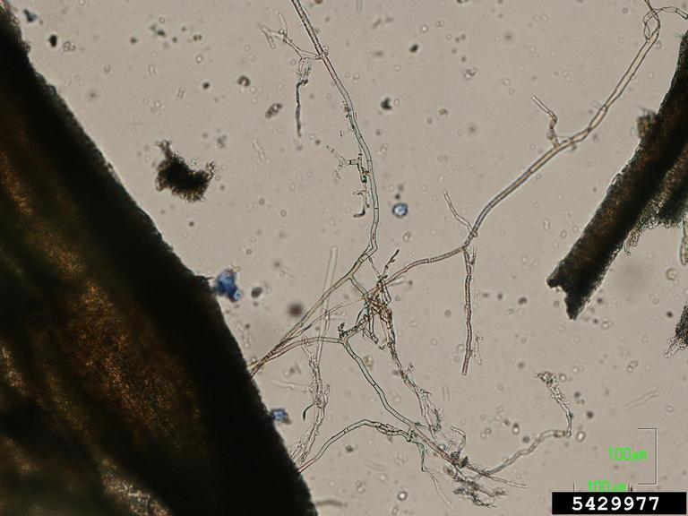Rhizoctonia damping-off, blight and rot (Rhizoctonia solani)