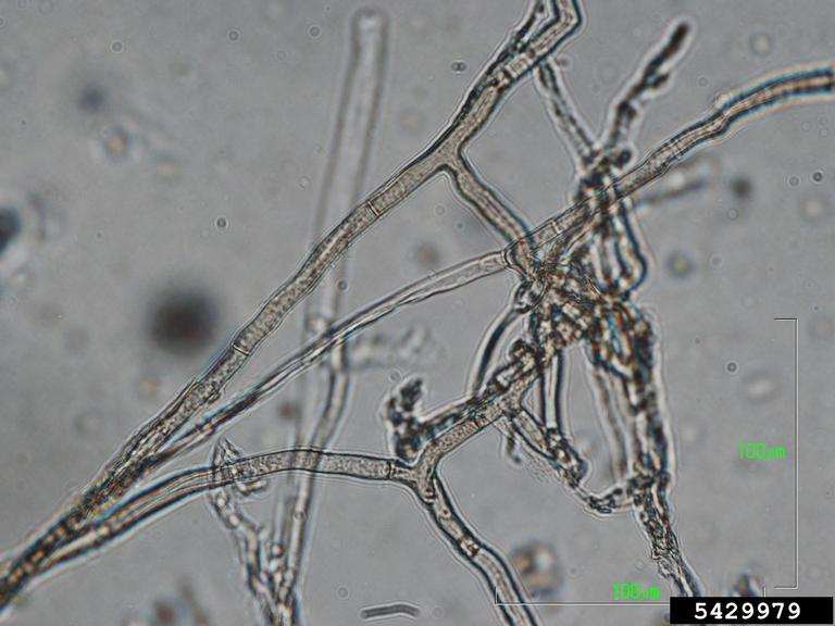 Rhizoctonia damping-off, blight and rot (Rhizoctonia solani J.G. Kühn)