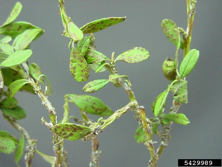 Phyllosticta leaf spot (Phyllosticta cotoneastri)