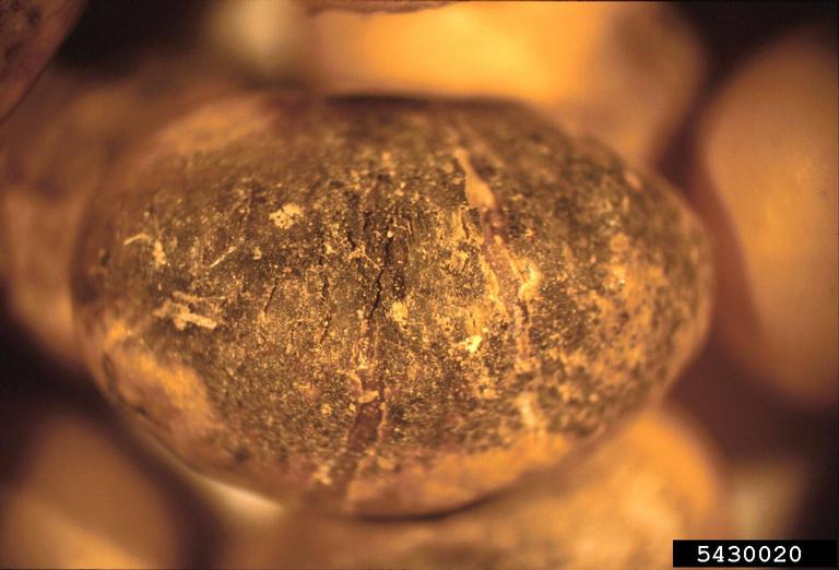 charcoal rot (Macrophomina phaseolina)