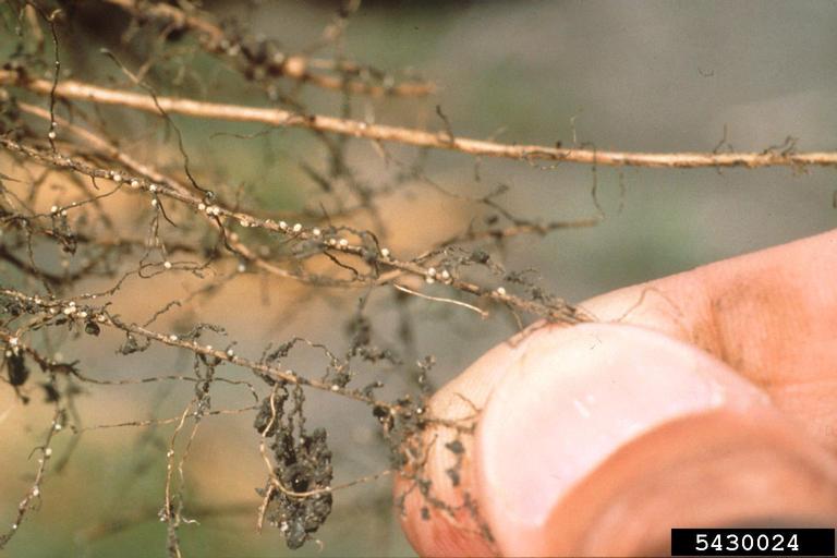soybean cyst nematode (Heterodera glycines)