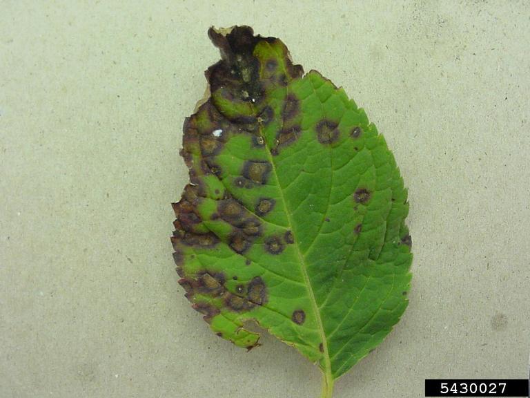 Cercospora fungi (Genus Cercospora Fresen.)