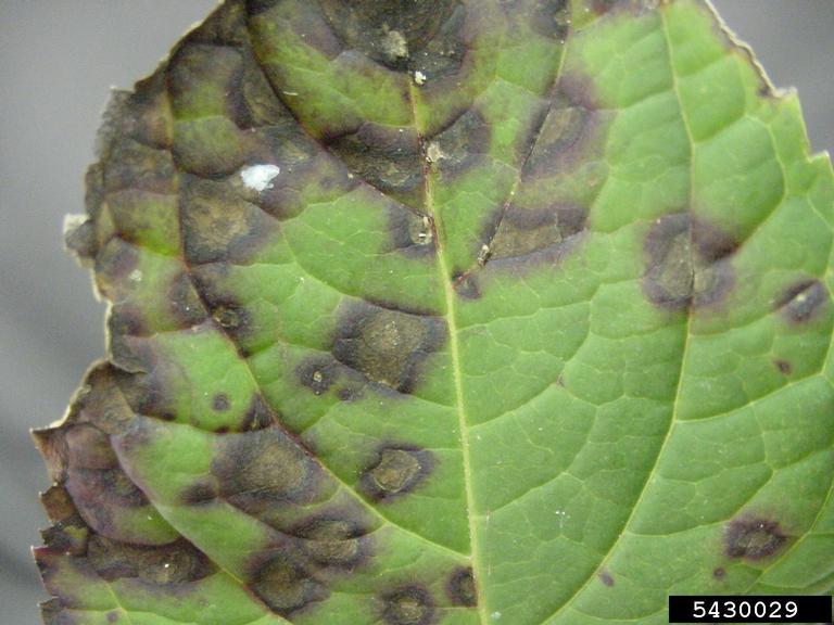 Cercospora fungi (Genus Cercospora Fresen.)