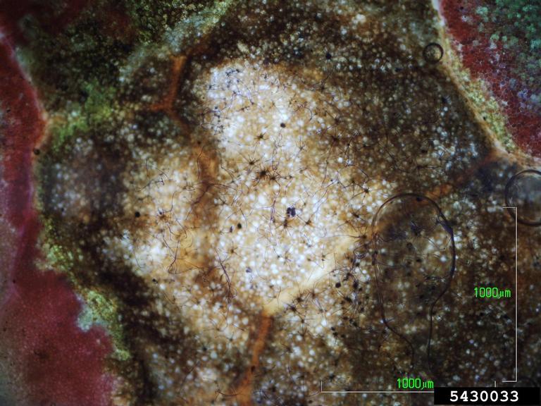 Cercospora fungi (Genus Cercospora)