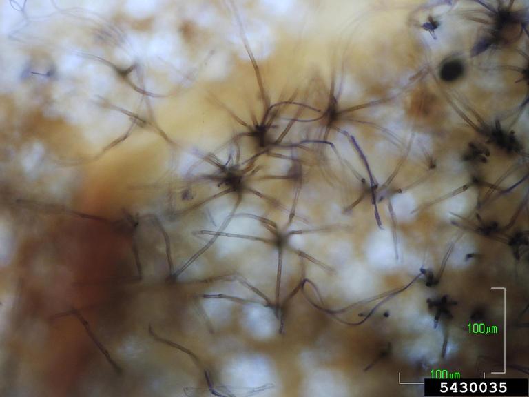 Cercospora fungi (Genus Cercospora Fresen.)