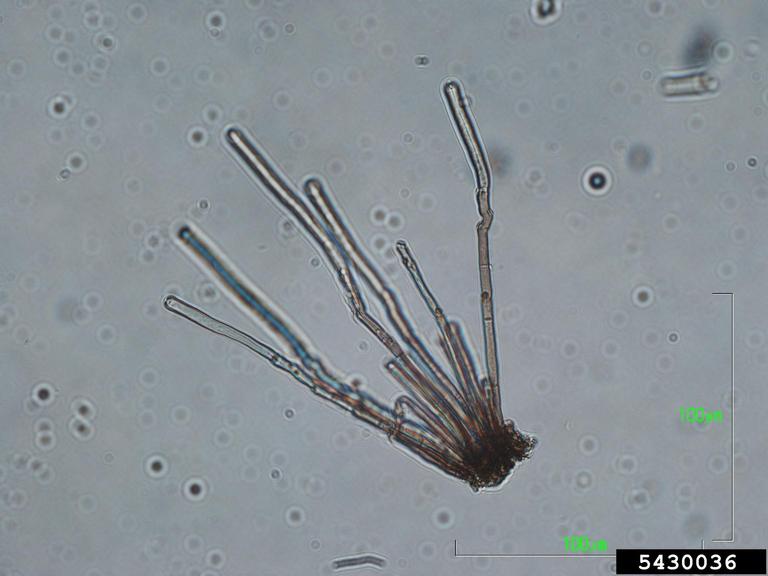 Cercospora fungi (Genus Cercospora Fresen.)