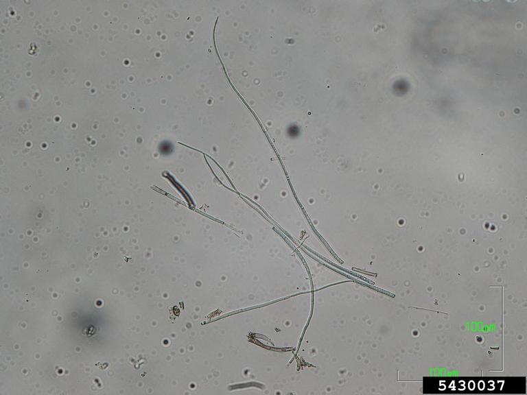 Cercospora fungi (Genus Cercospora)