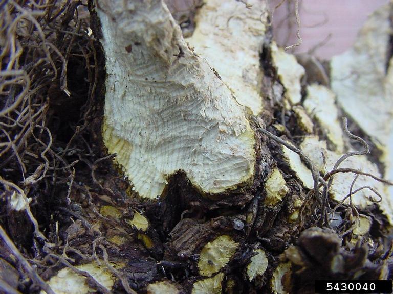 vole (Genus Microtus)