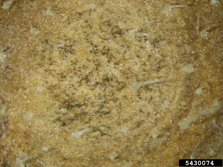 Alternaria leaf blight (Alternaria cucumerina (Ellis & Everh.) J.A ...