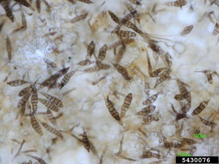 Alternaria leaf blight (Alternaria cucumerina (Ellis & Everh.) J.A ...