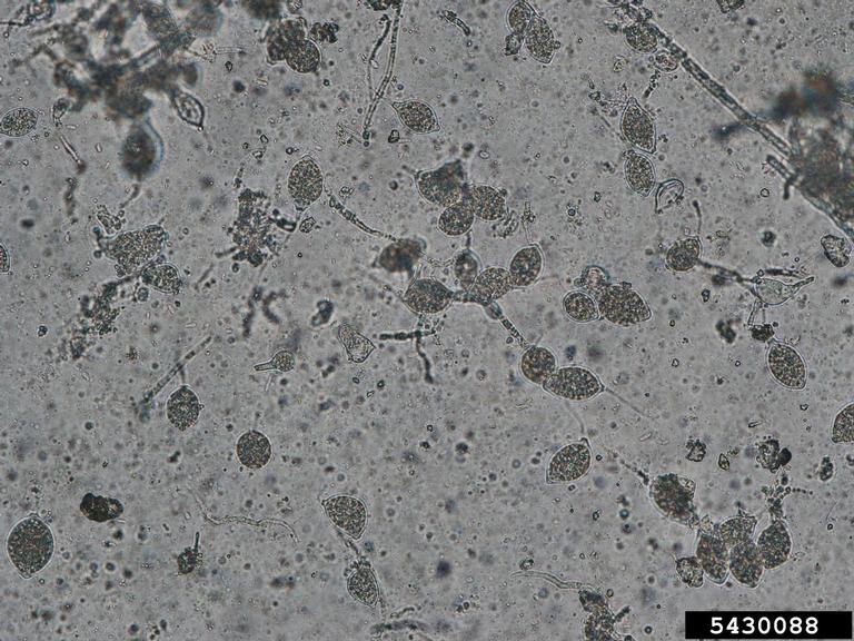 Phytophthora blight (Phytophthora capsici Leonian)