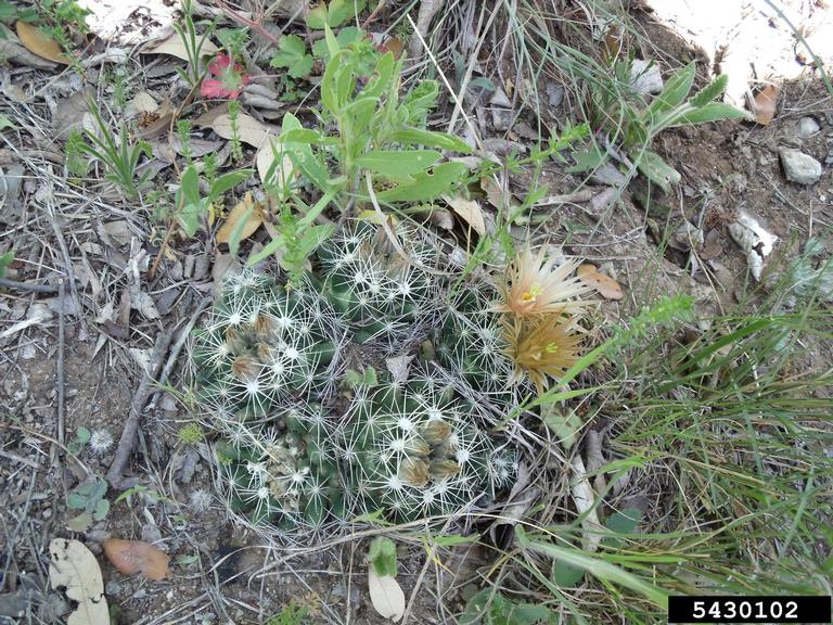 beehive cactus (Genus Coryphantha)
