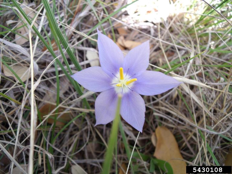 prairie pleatleaf (Nemastylis geminiflora Nutt.)