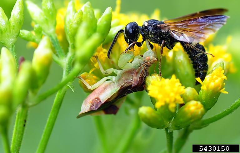 ambush bugs (Genus Phymata Latreille, 1802)