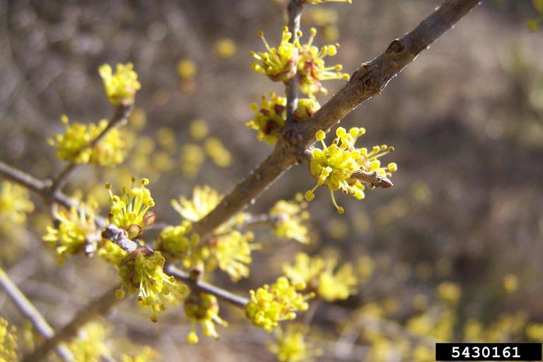 stretchberry (Forestiera pubescens Nutt.)