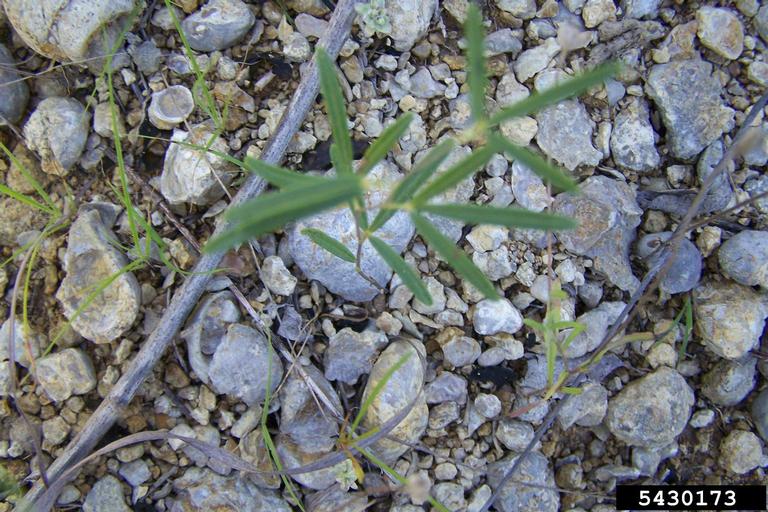 Hall's prairie clover (Dalea hallii A. Gray)