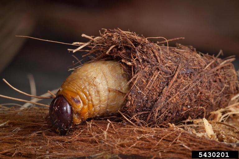 red palm weevil (Rhynchophorus ferrugineus)