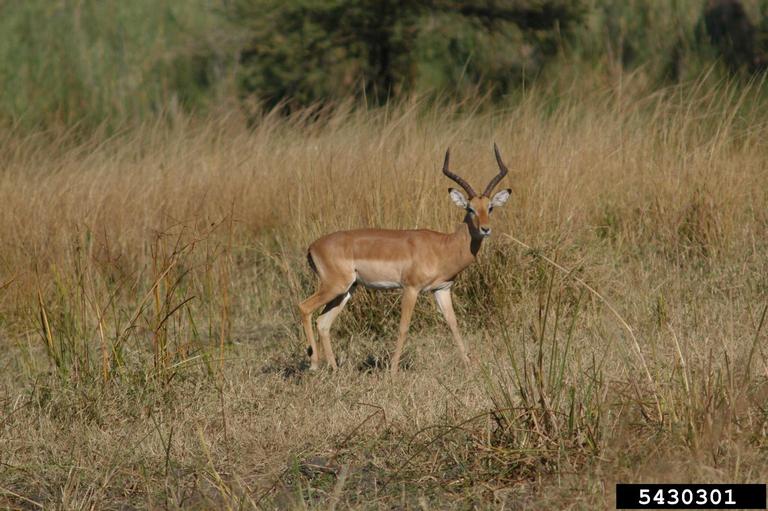 impala (Aepyceros melampus (Lichtenstein, 1812))
