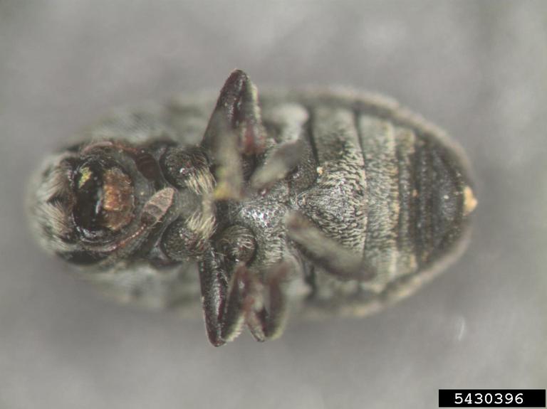 ash bark beetles (Genus Hylesinus Fabricius, 1801)