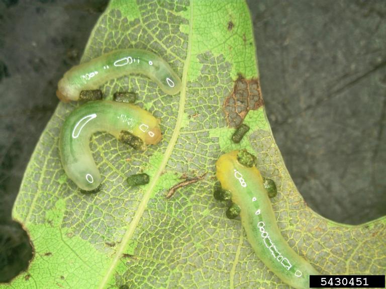 oak slug sawfly (Caliroa annulipes)
