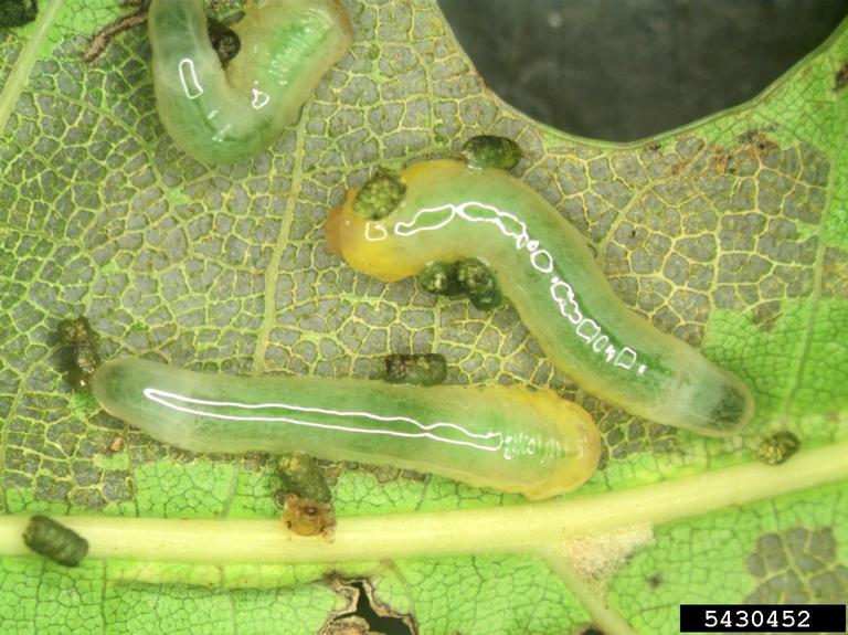 oak slug sawfly (Caliroa annulipes)