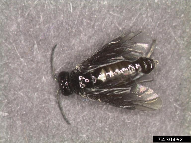 oak slug sawfly (Caliroa annulipes)