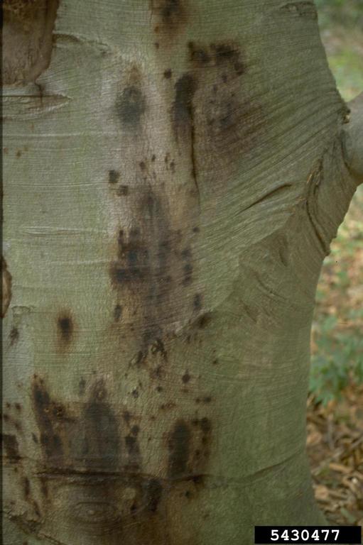 Phytophthora Crown Rot (Phytophthora cactorum (Lebert & Cohn) J.Schröt.)