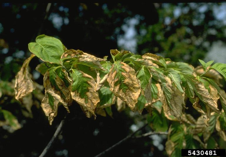 leaf scorches