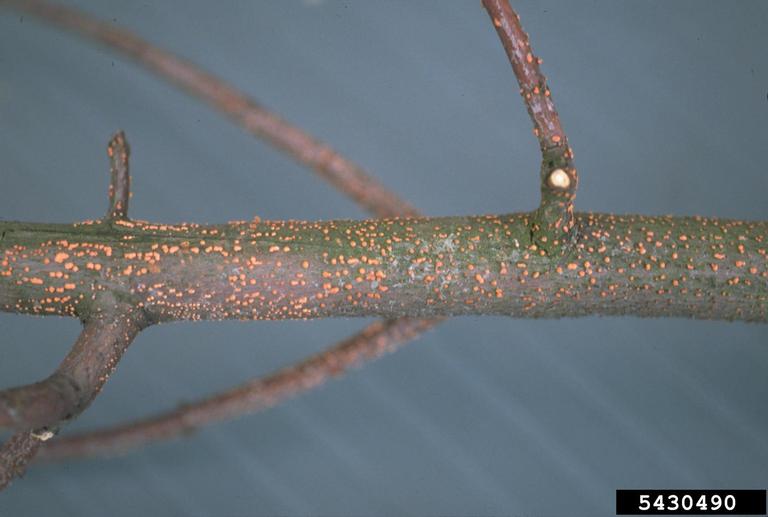 Nectria canker (Genus Nectria)