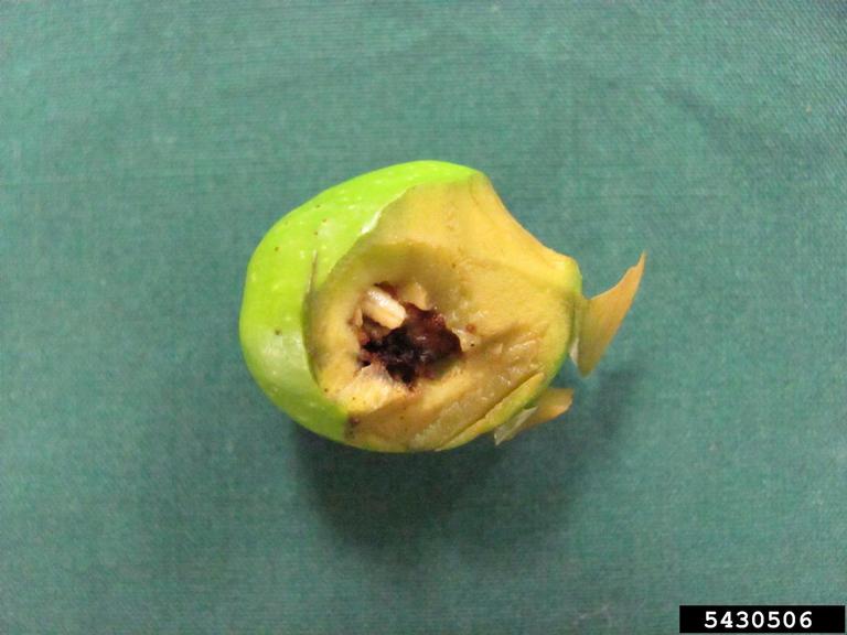 olive fruit fly (Bactrocera oleae (Rossi, 1790))