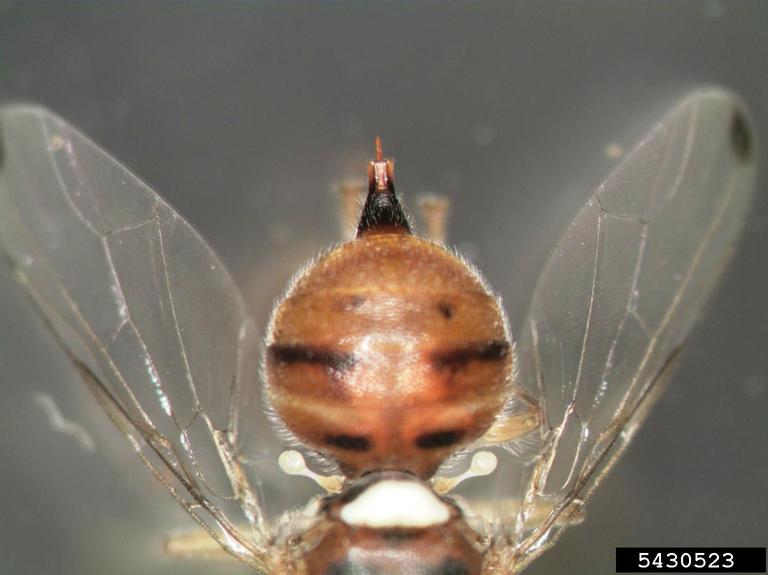 olive fruit fly (Bactrocera oleae (Rossi, 1790))