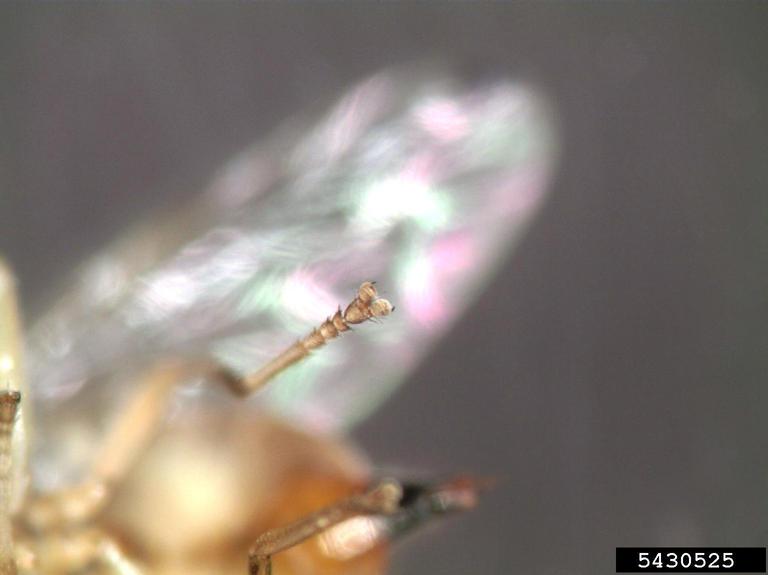 olive fruit fly (Bactrocera oleae)