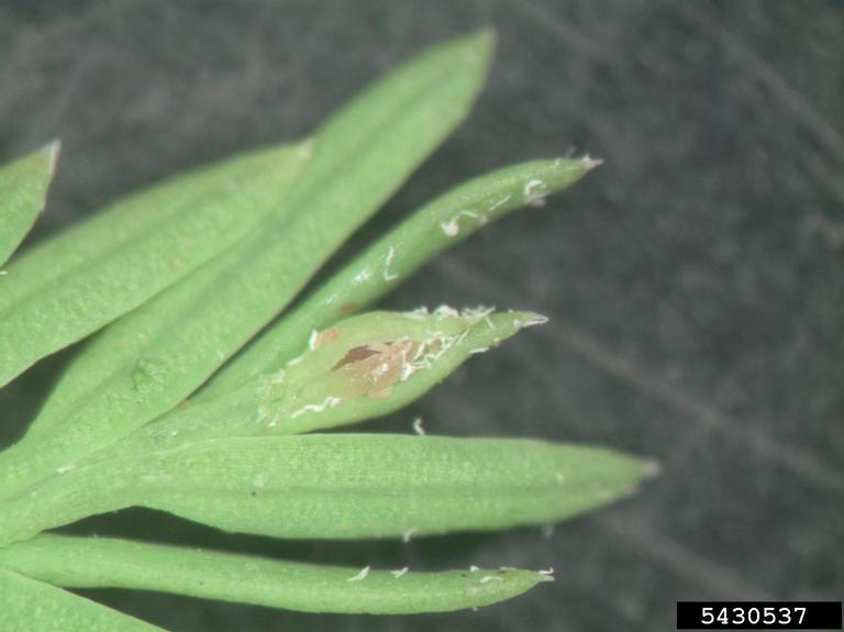 rust mite (Genus Epitrimerus Nalepa, 1898)