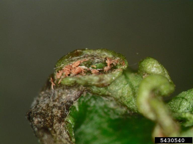 Eriophyid mite (Family Eriophyidae)