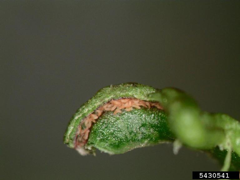 Eriophyid mite (Family Eriophyidae)