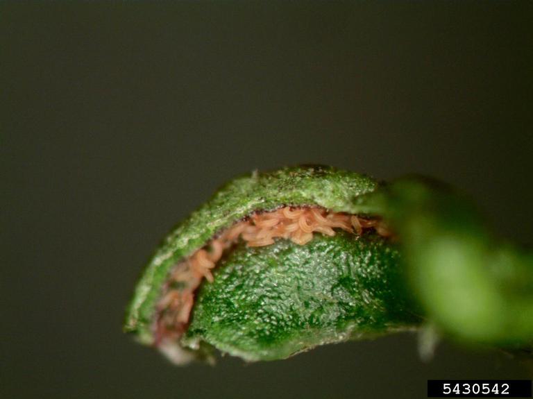 Eriophyid mite (Family Eriophyidae)