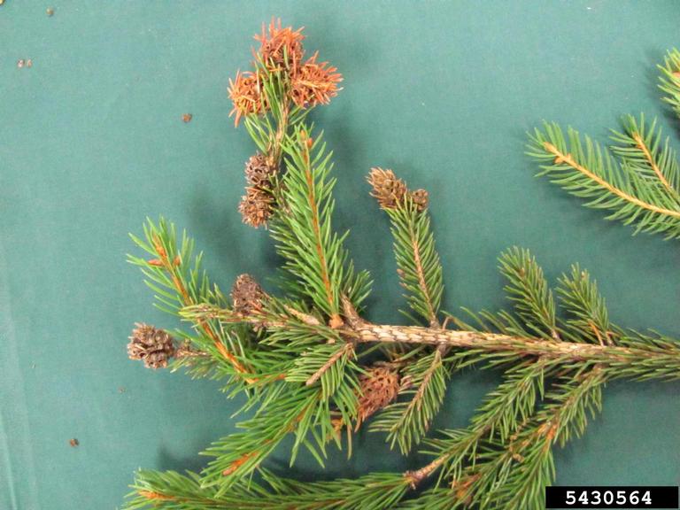 eastern spruce gall adelgid (Adelges abietis ) on spruce (Picea spp ...
