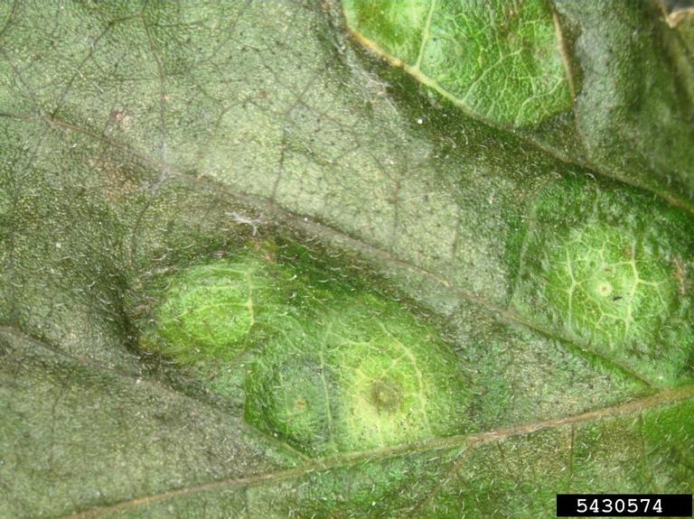 hackberry blistergall psyllid (Pachypsylla celtidisvesiculum)