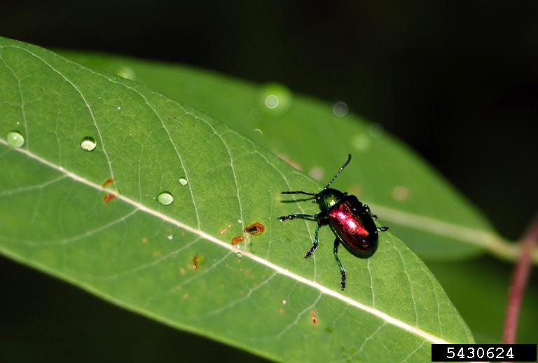 dogbane beetle (Chrysochus auratus (Fabricius, 1775))