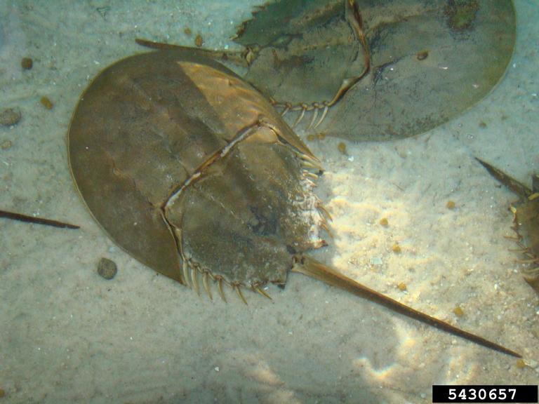 horseshoe crab (Limulus polyphemus Linnaeus)