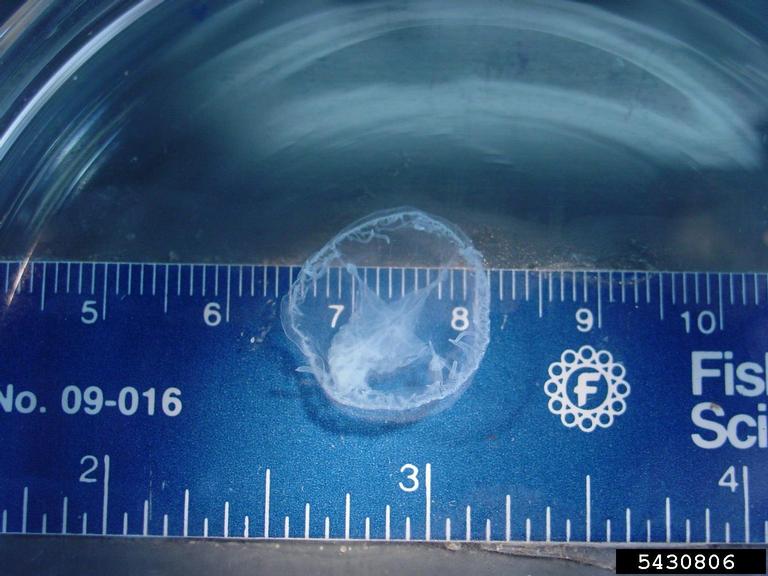 freshwater jellyfish (Craspedacusta sowerbii Lankester, 1880)